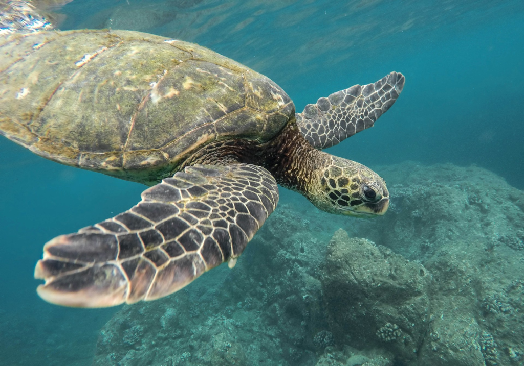 The Top Spots to See Turtles In Oahu